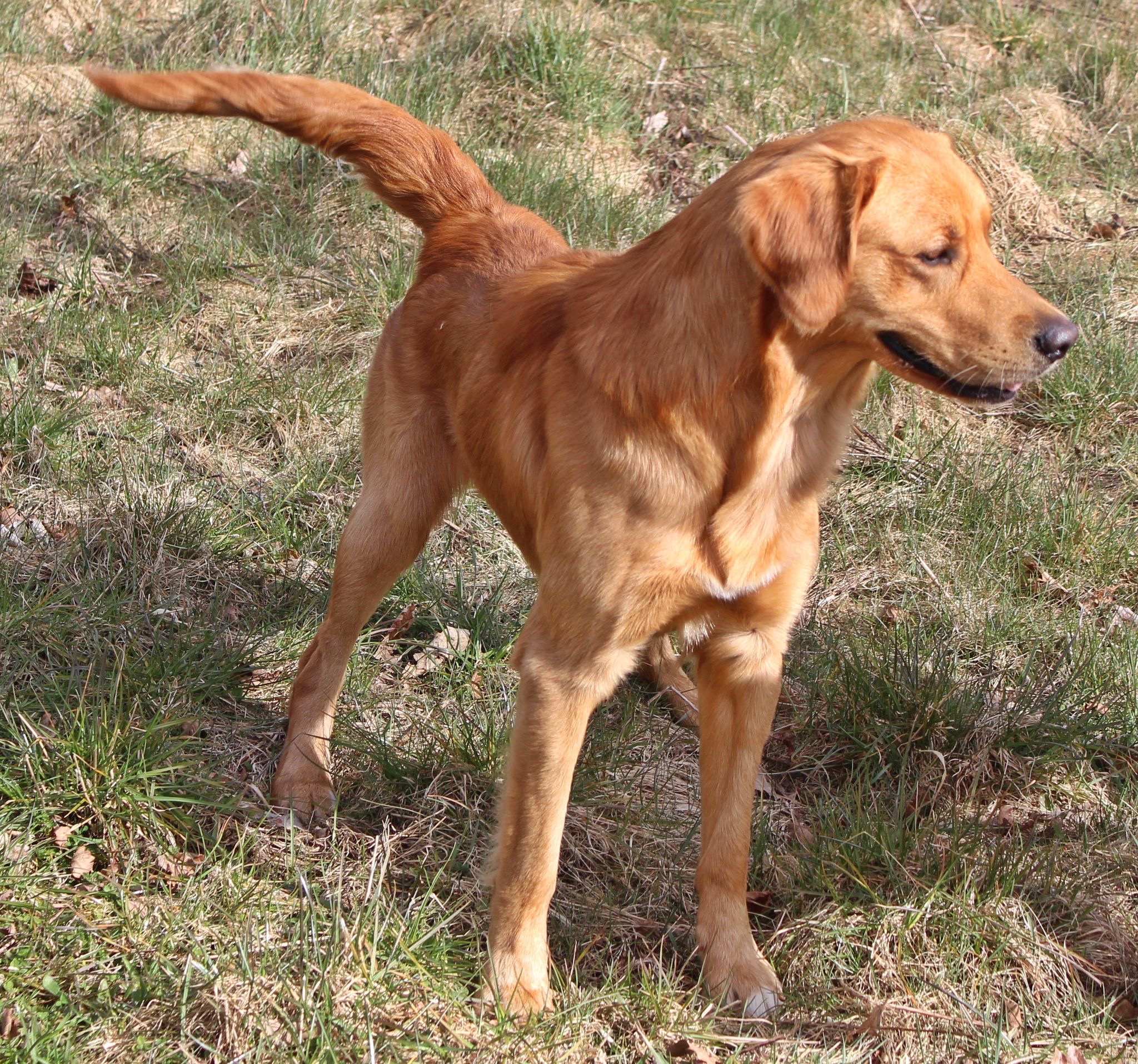 Working golden - hanhund - Kennel Straight AbiGold's